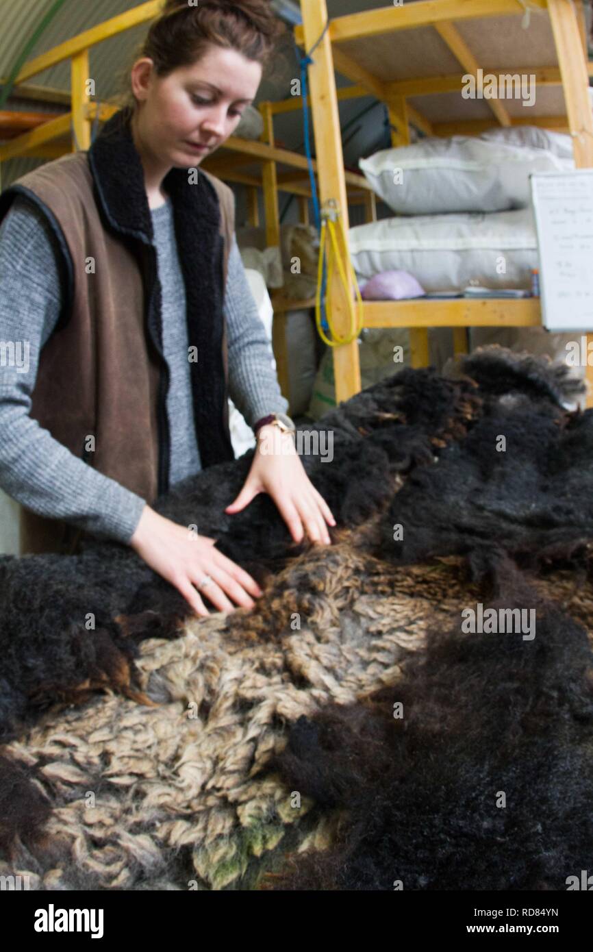 Sorting and grading wool for process of spinning for commercial use in ...