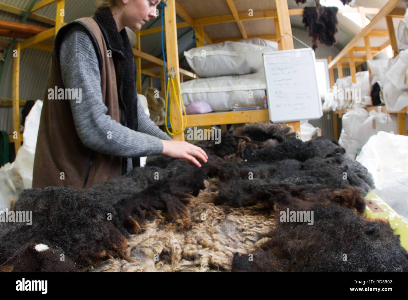 Sorting and grading wool for process of spinning for commercial use in ...