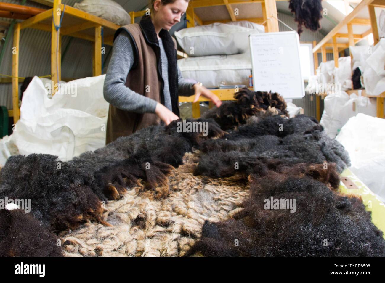 Wool grading hi-res stock photography and images - Alamy