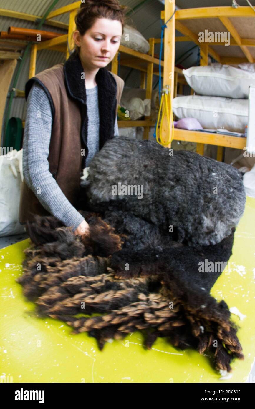 Sorting and grading wool for process of spinning for commercial use in ...
