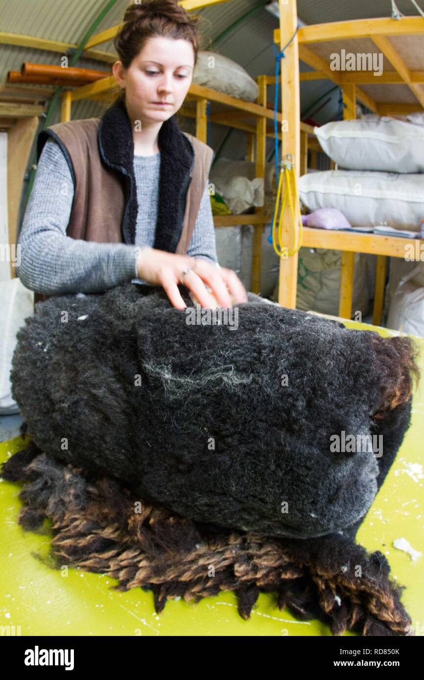 Sorting and grading wool for process of spinning for commercial use in ...