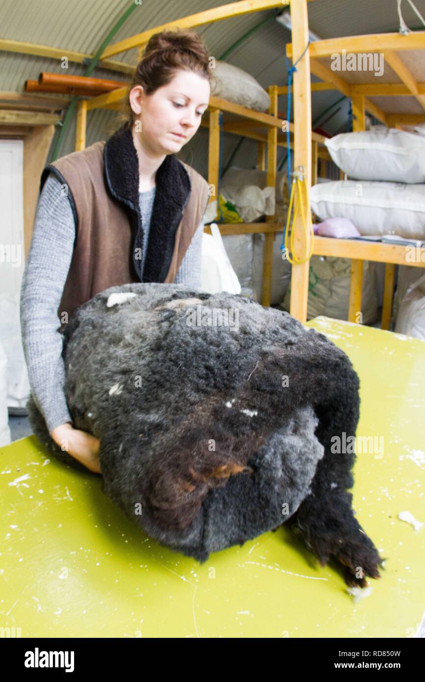 Sorting and grading wool for process of spinning for commercial use in ...