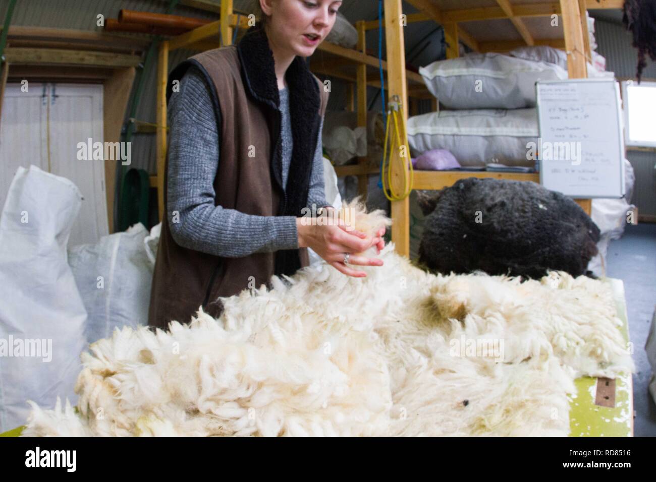 Sorting and grading wool for process of spinning for commercial use in ...