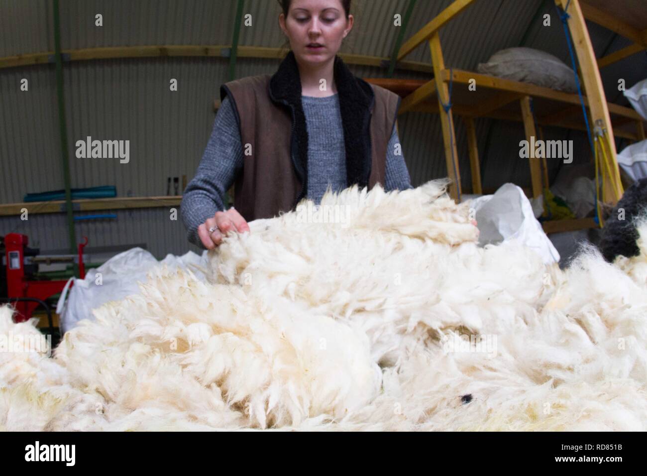 Sorting and grading wool for process of spinning for commercial use in ...