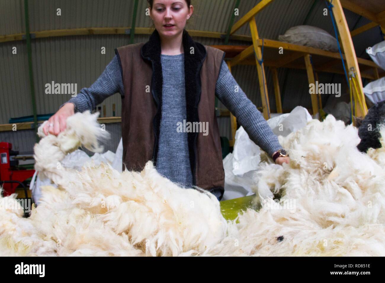 Sorting and grading wool for process of spinning for commercial use in ...