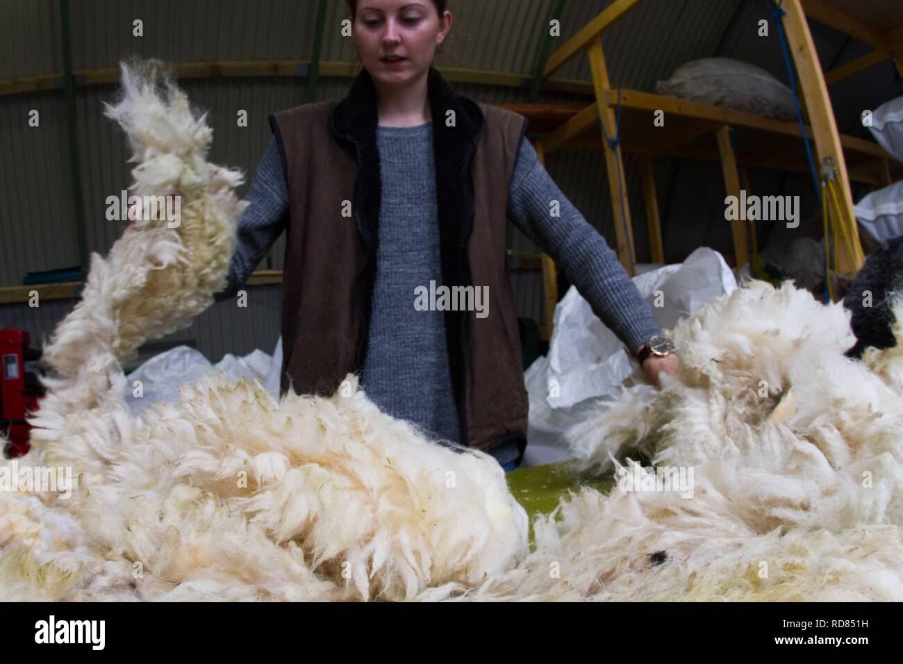 Sorting and grading wool for process of spinning for commercial use in ...