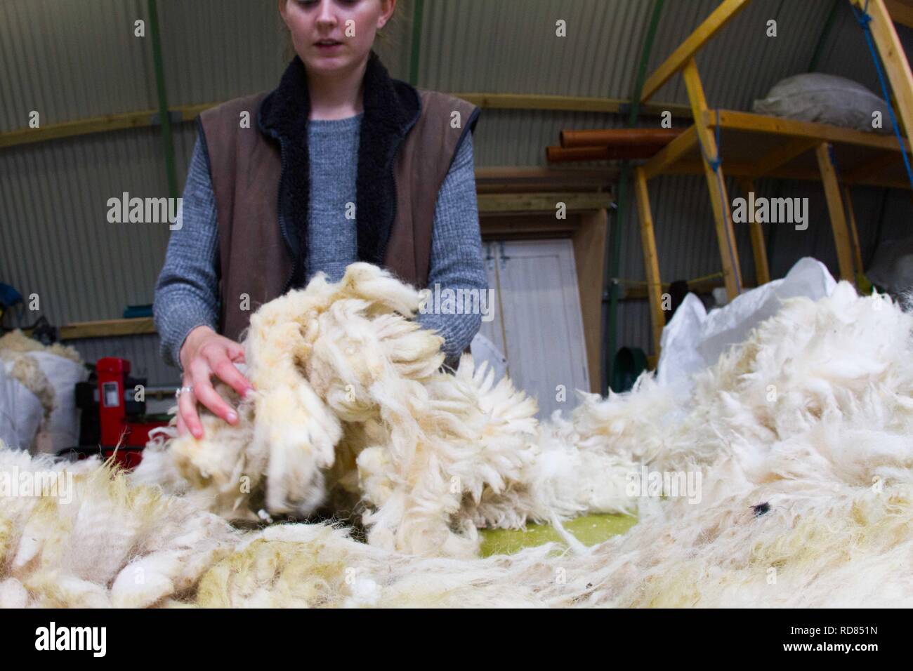 Sorting and grading wool for process of spinning for commercial use in ...