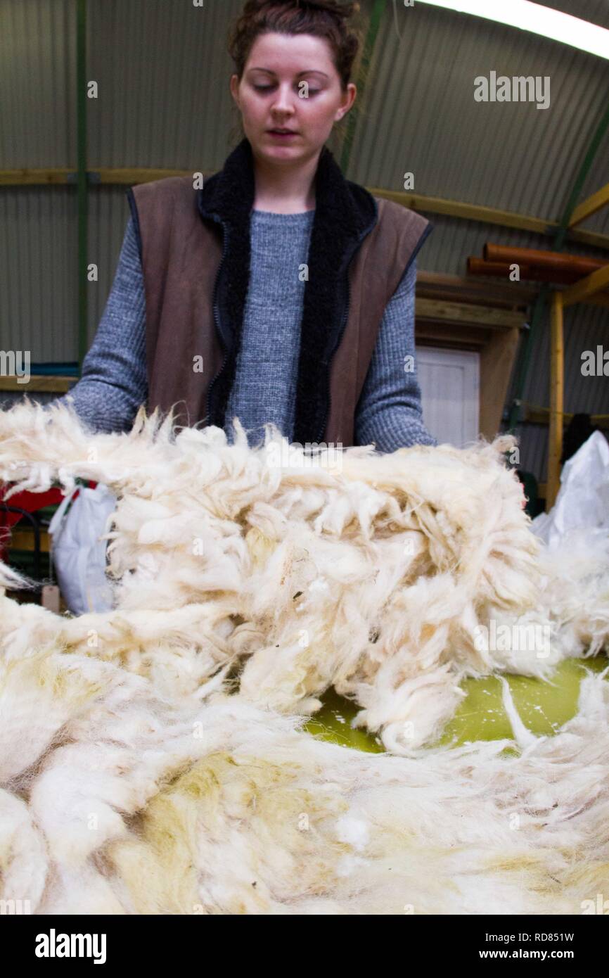 Sorting and grading wool for process of spinning for commercial use in ...