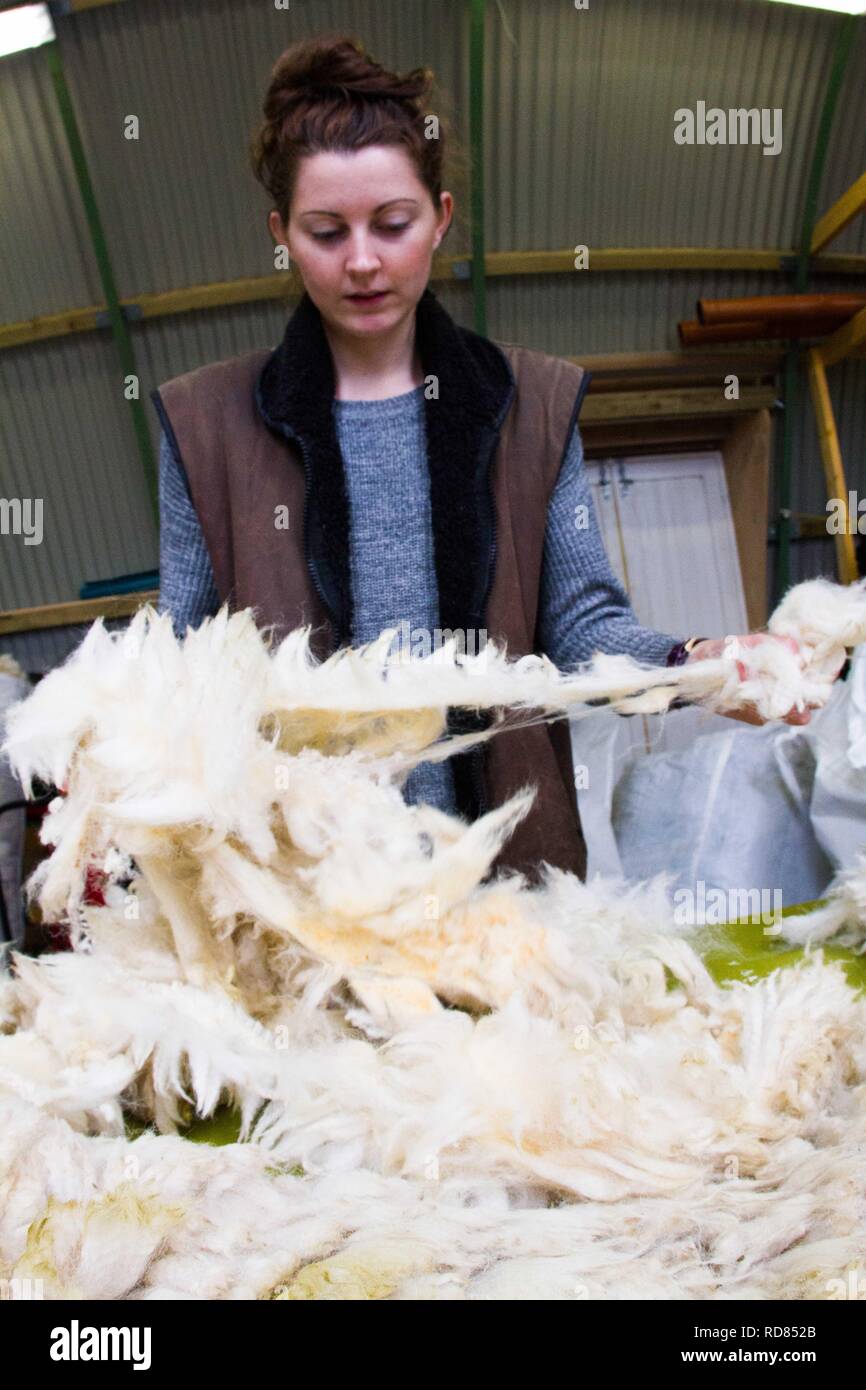 Sorting and grading wool for process of spinning for commercial use in ...