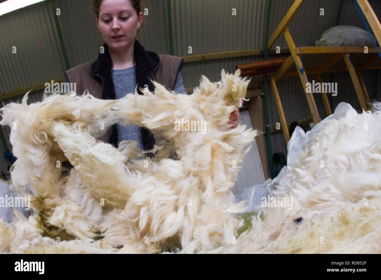 Sorting and grading wool for process of spinning for commercial use in ...