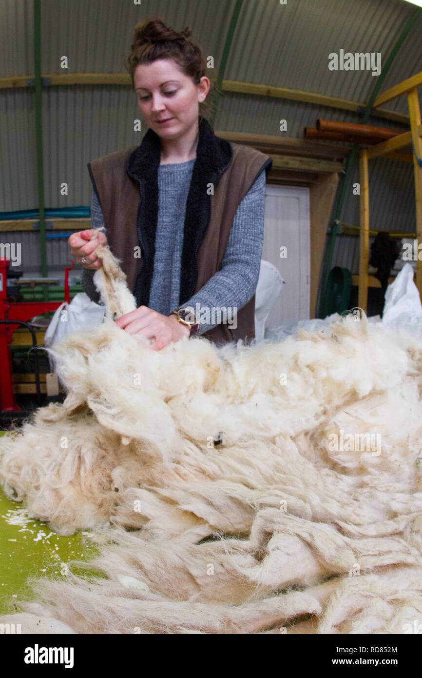 Sorting and grading wool for process of spinning for commercial use in ...