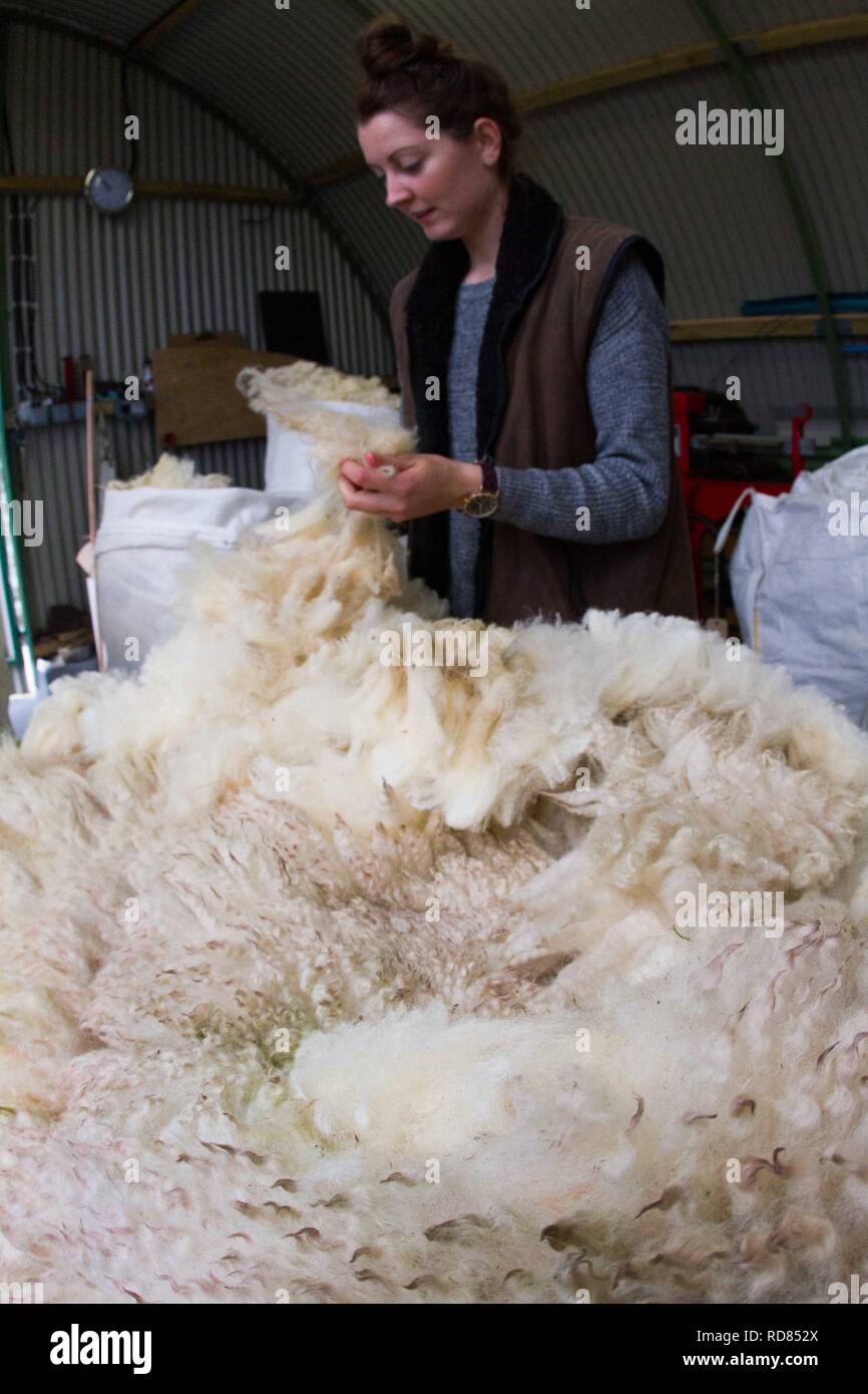 Sorting and grading wool for process of spinning for commercial use in ...