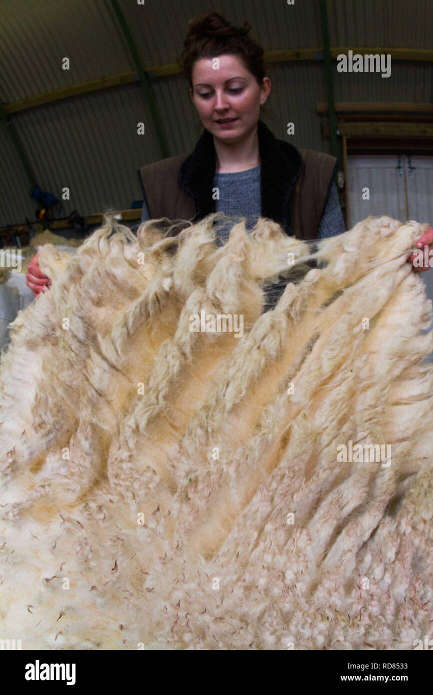 Sorting and grading wool for process of spinning for commercial use in ...