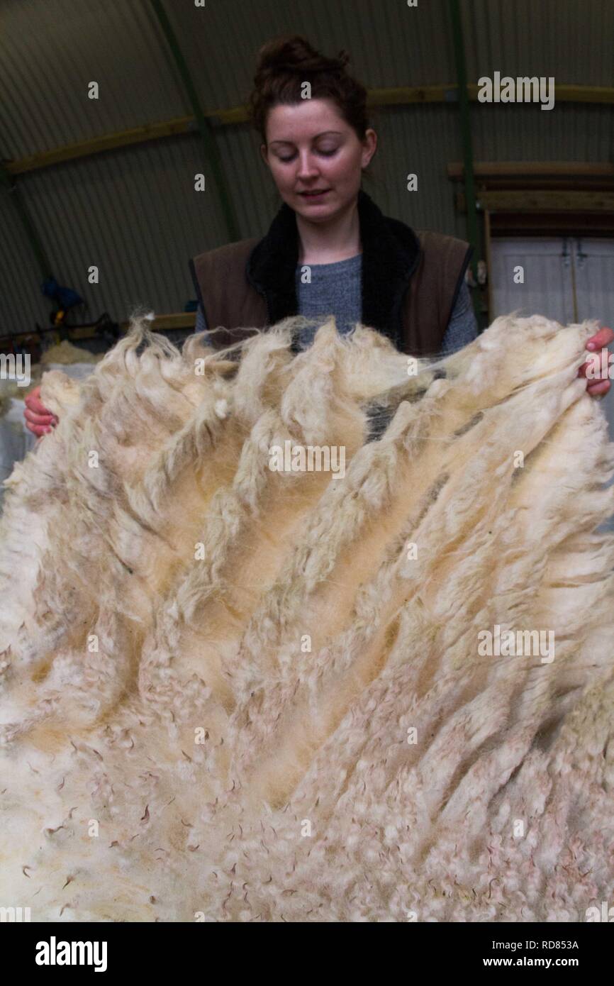 Sorting and grading wool for process of spinning for commercial use in ...