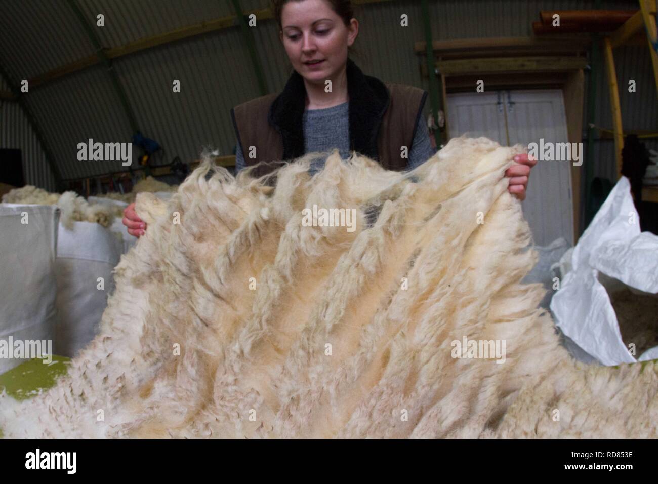 Sorting and grading wool for process of spinning for commercial use in ...