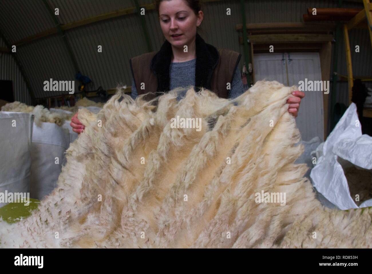 Sorting and grading wool for process of spinning for commercial use in ...