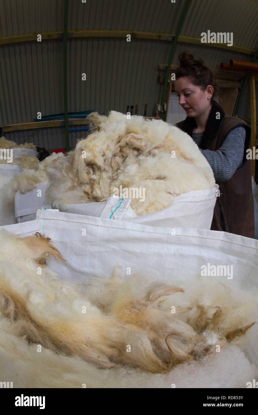 Sorting and grading wool for process of spinning for commercial use in ...