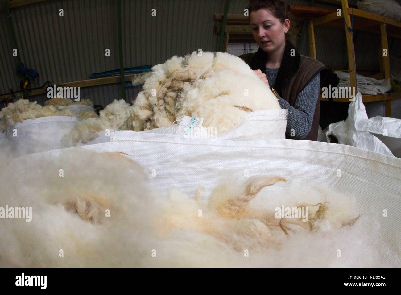 Sorting and grading wool for process of spinning for commercial use in ...