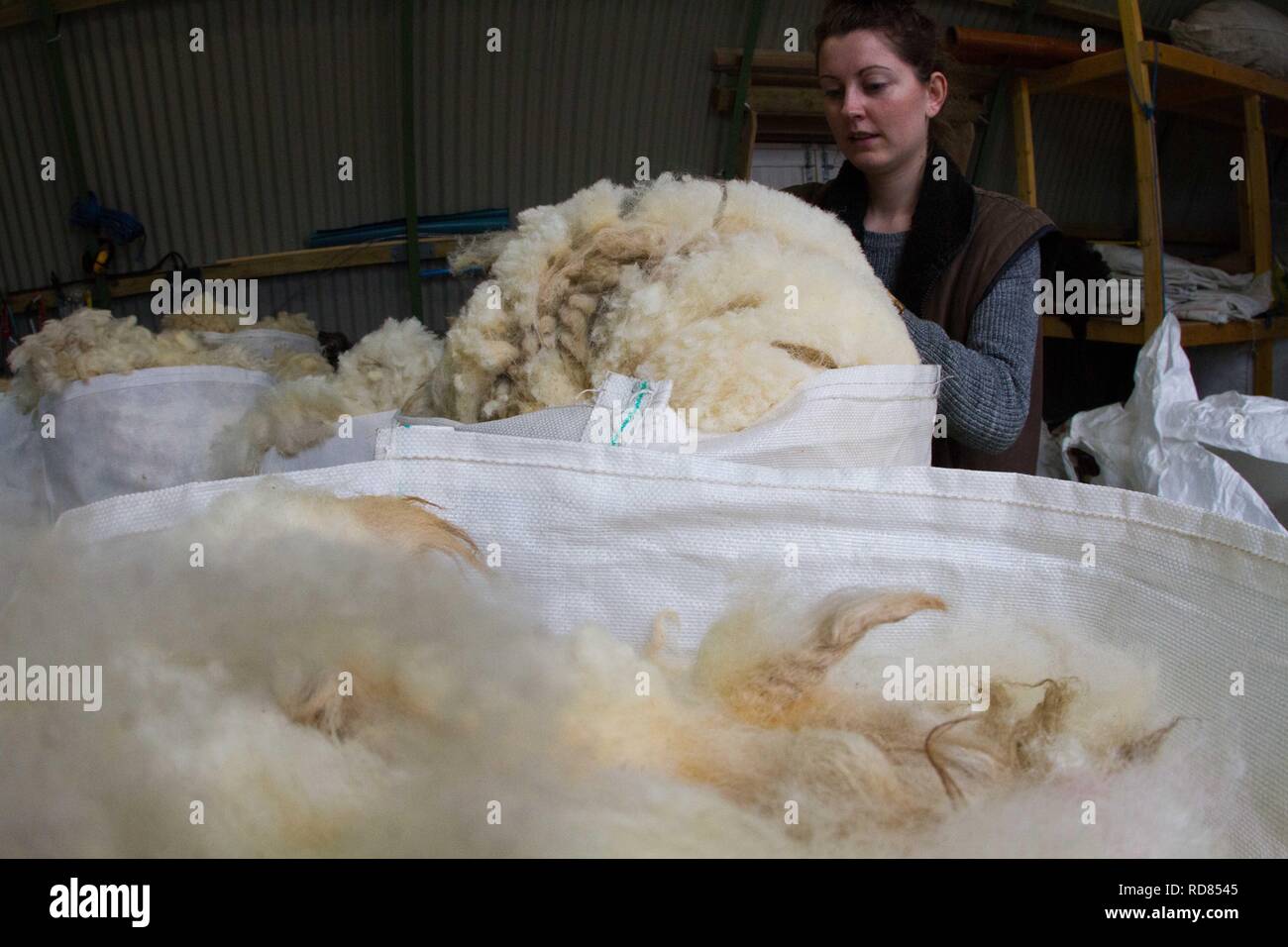 Sorting and grading wool for process of spinning for commercial use in ...