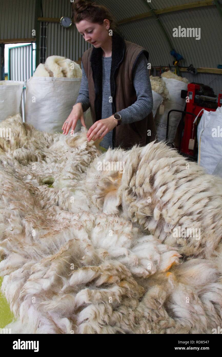 Sorting and grading wool for process of spinning for commercial use in ...