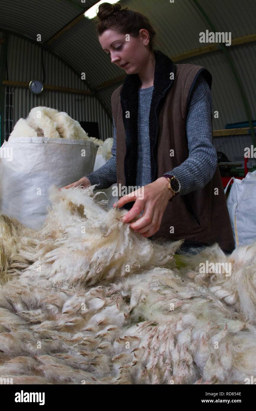 Sorting and grading wool for process of spinning for commercial use in ...