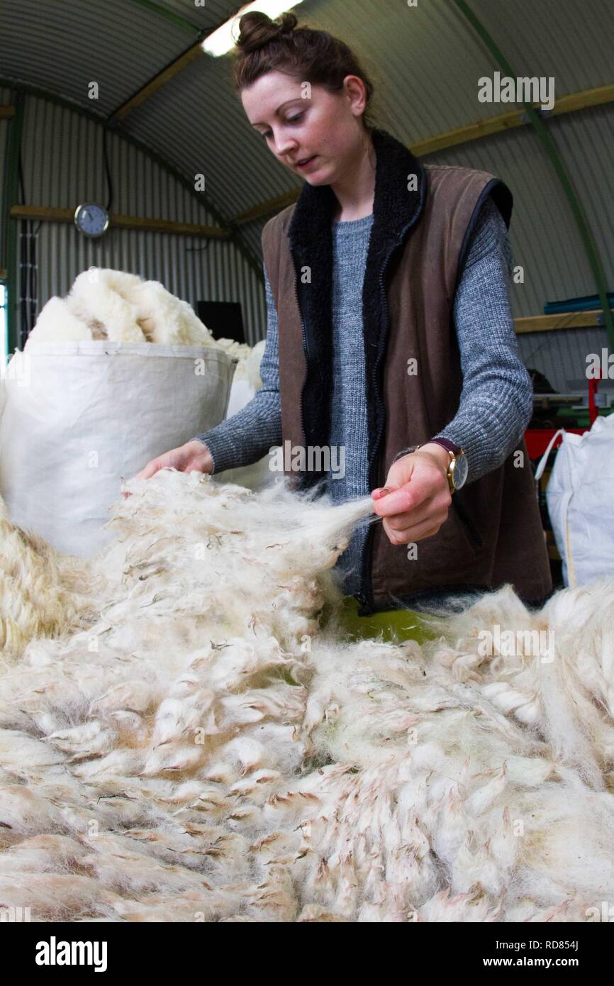Sorting and grading wool for process of spinning for commercial use in ...
