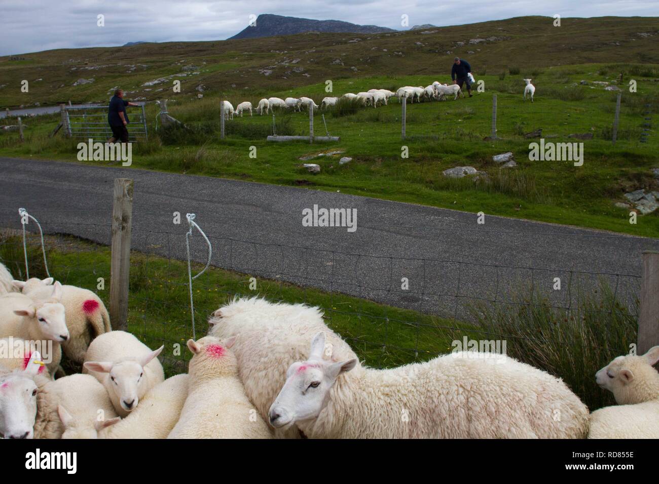 Hand clipping and machine sheering cross breed sheep for textile ...