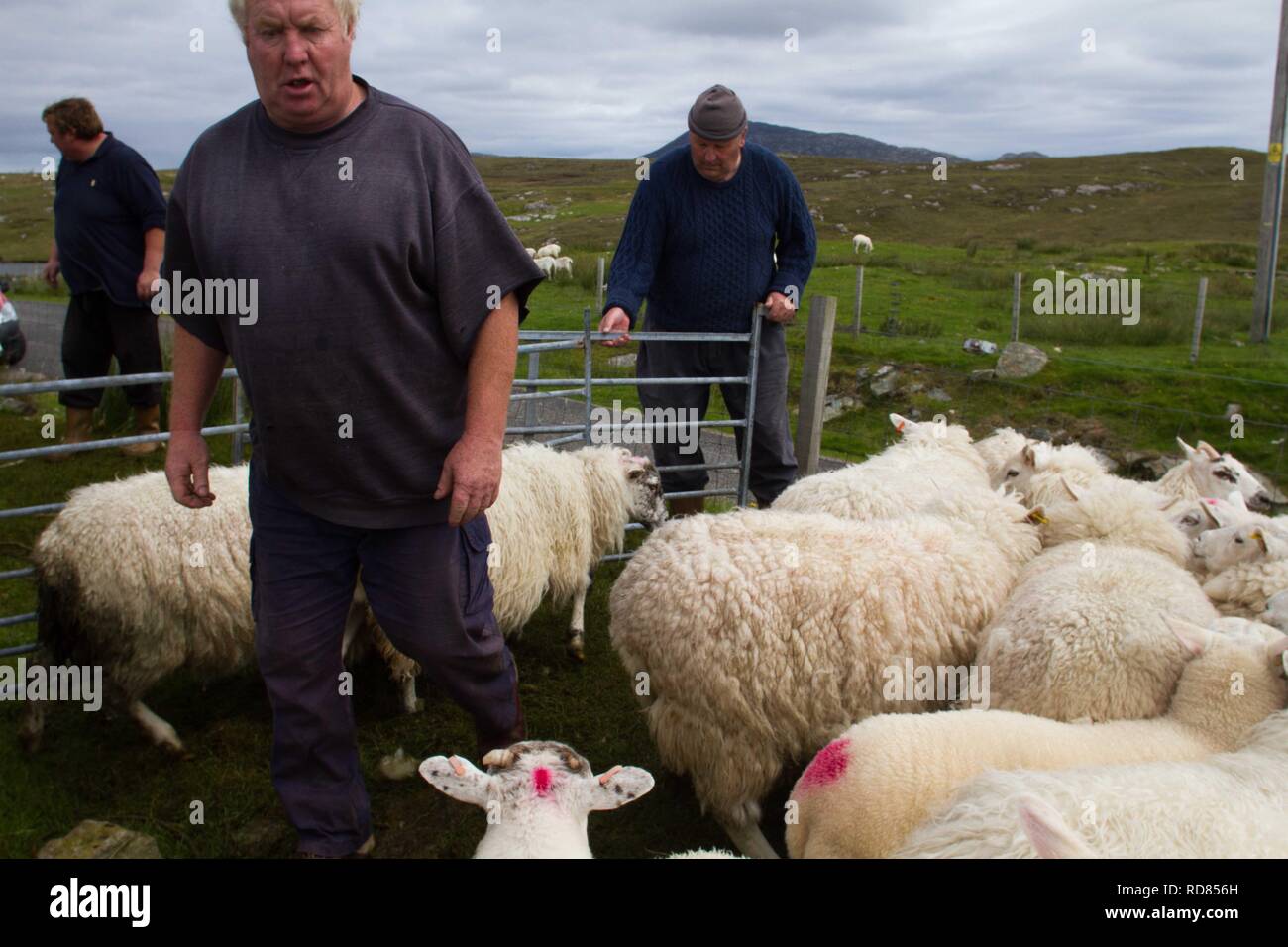 Hand clipping and machine sheering cross breed sheep for textile ...