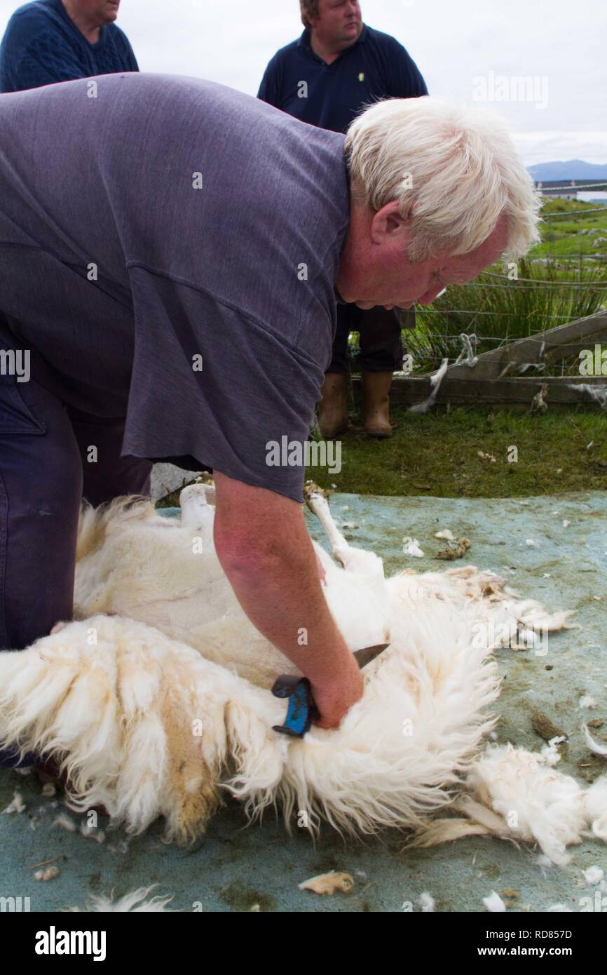Hand clipping and machine sheering cross breed sheep for textile ...