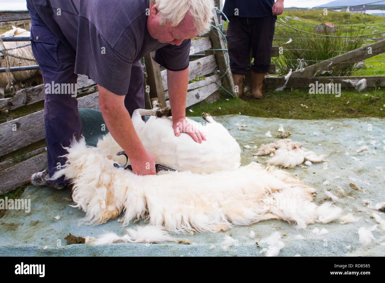 Hand clipping and machine sheering cross breed sheep for textile ...