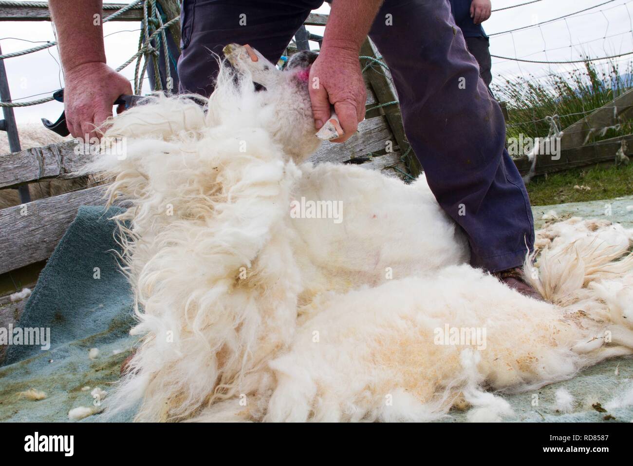 Hand clipping and machine sheering cross breed sheep for textile ...