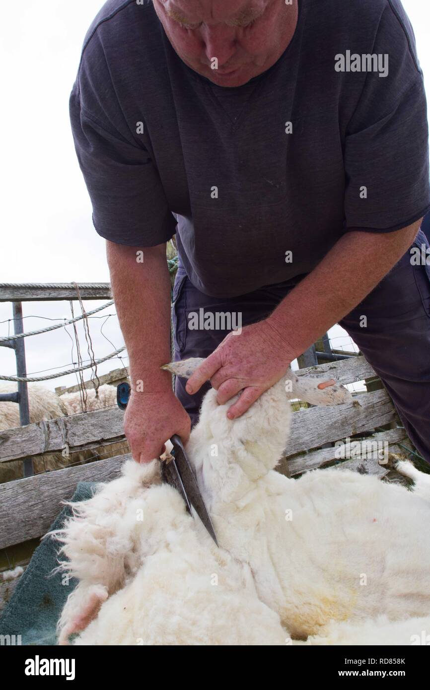 Hand clipping and machine sheering cross breed sheep for textile ...