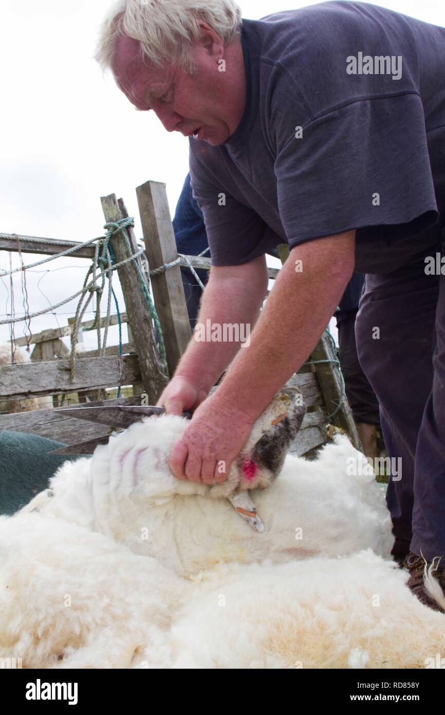 Hand clipping and machine sheering cross breed sheep for textile ...