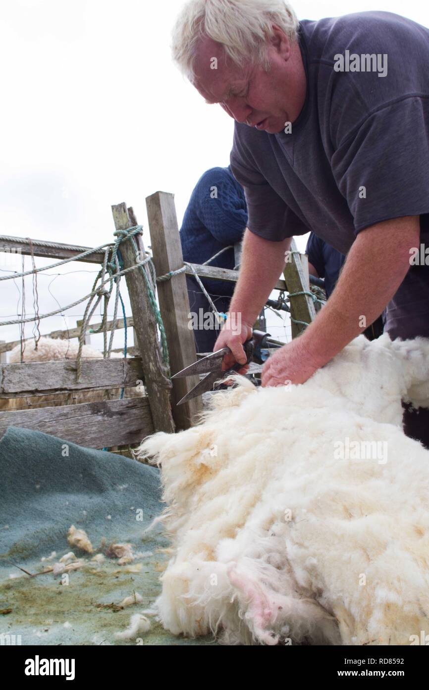 Hand clipping and machine sheering cross breed sheep for textile ...