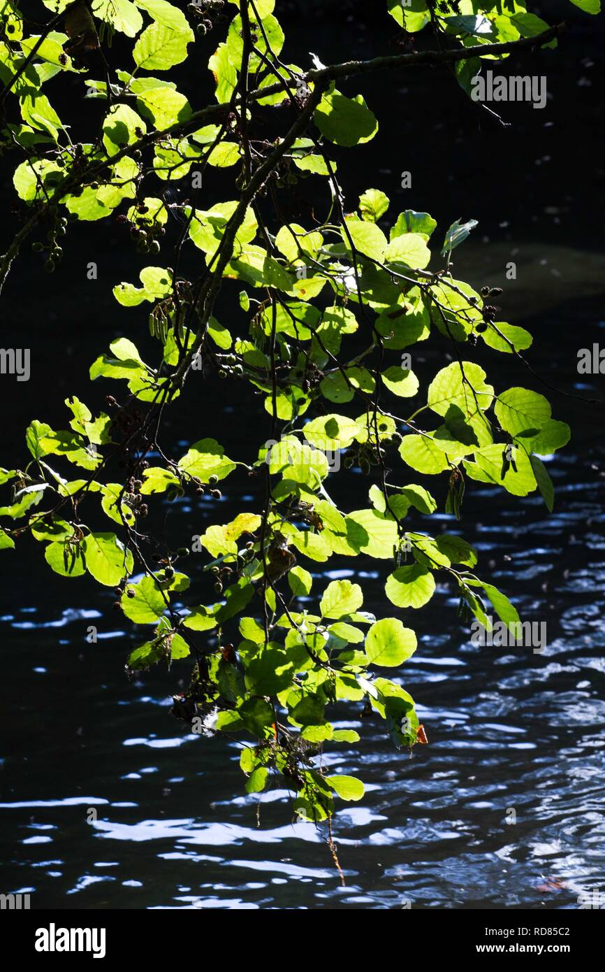 Alder Tree ( Alnus glutinosa) leaves and branches ,River Clwyd Stock ...