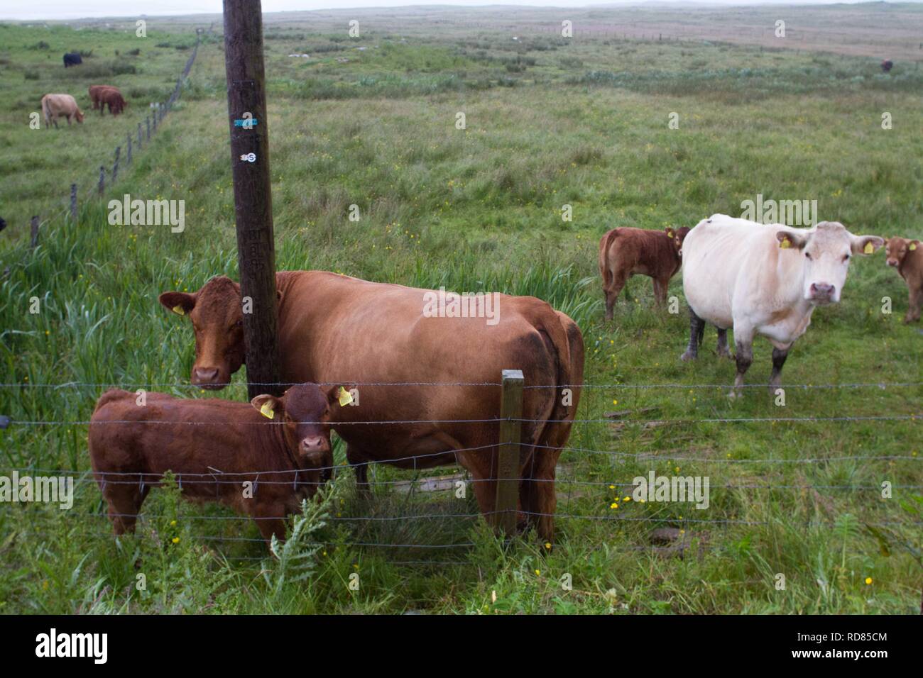 Mixed beef cattle and calves on machir Stock Photo - Alamy