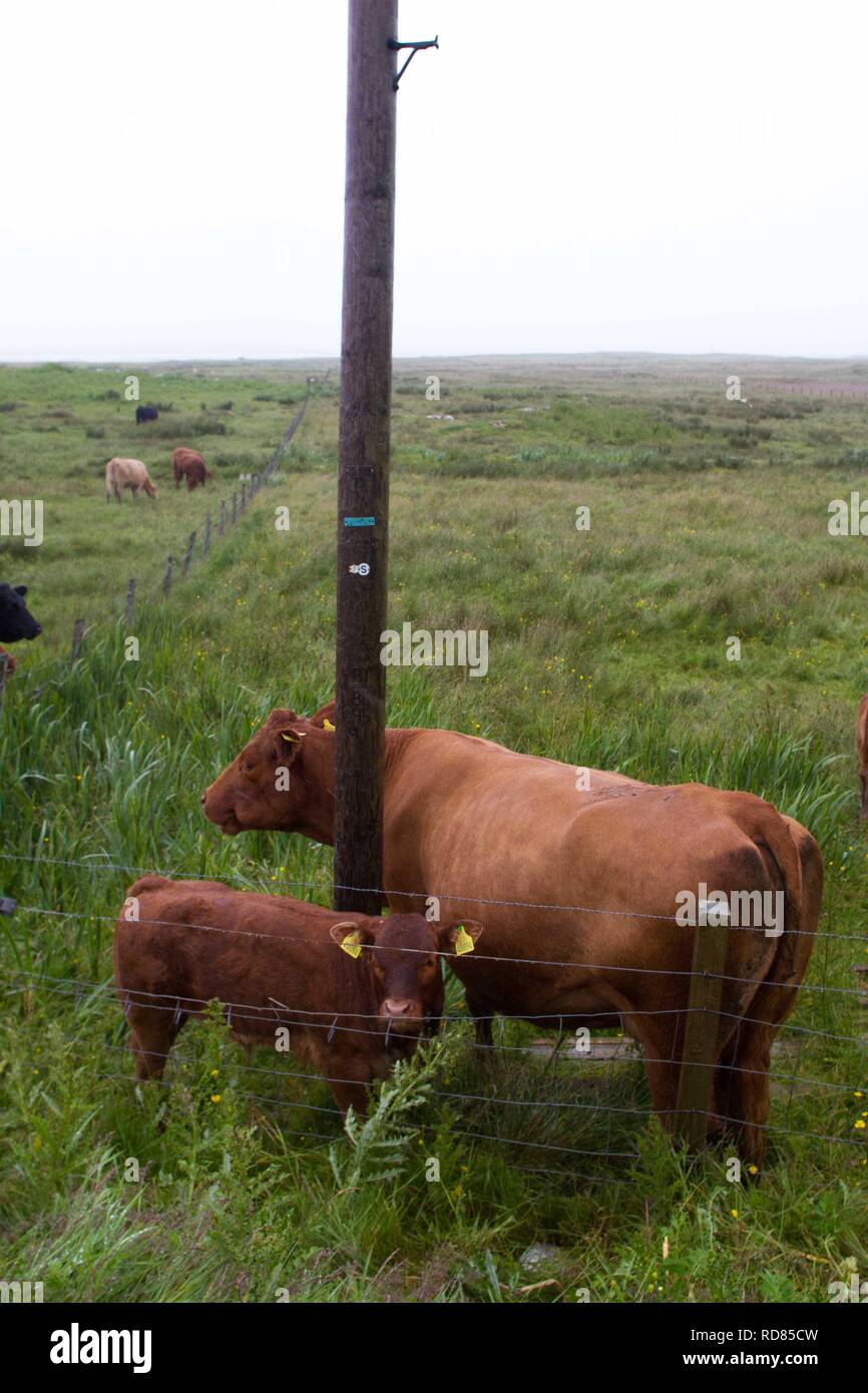 Mixed beef cattle and calves on machir Stock Photo - Alamy