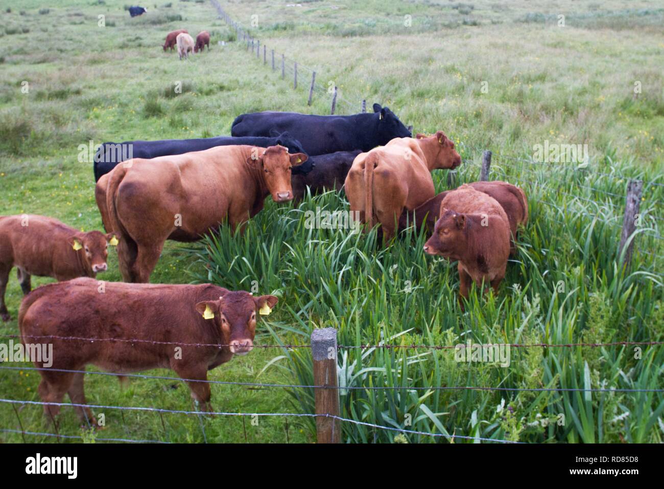 Mixed beef cattle and calves on machir Stock Photo - Alamy