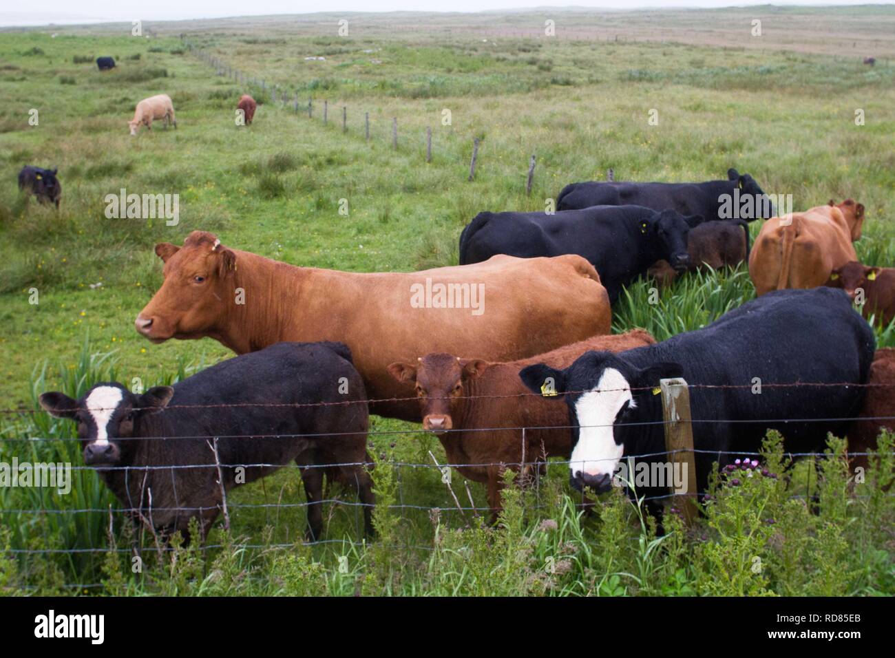 Mixed beef cattle and calves on machir Stock Photo - Alamy