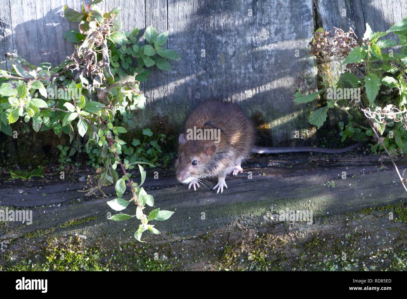 Brown Rat (Rattus norvegicus Stock Photo - Alamy