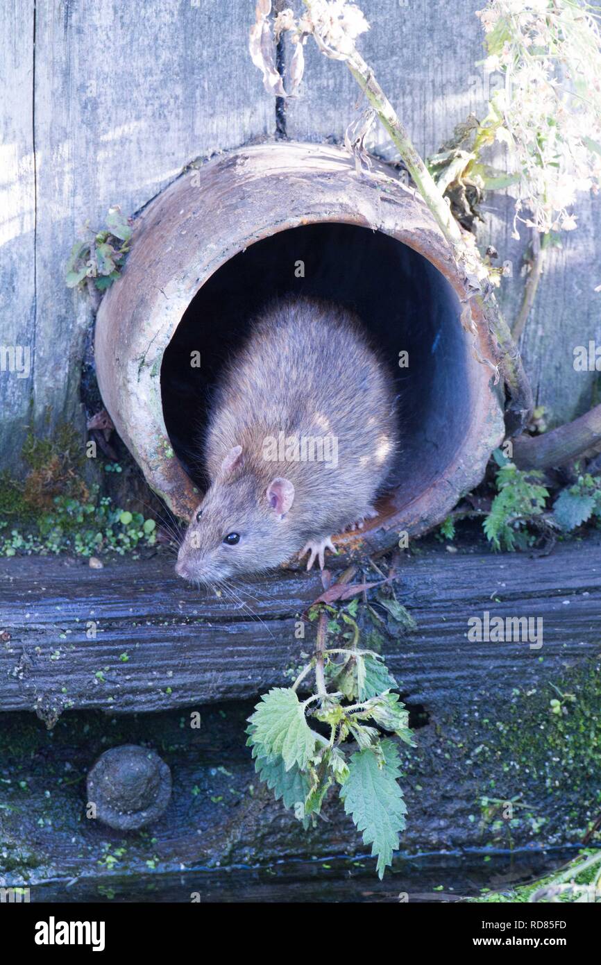 Brown Rat (Rattus norvegicus Stock Photo - Alamy