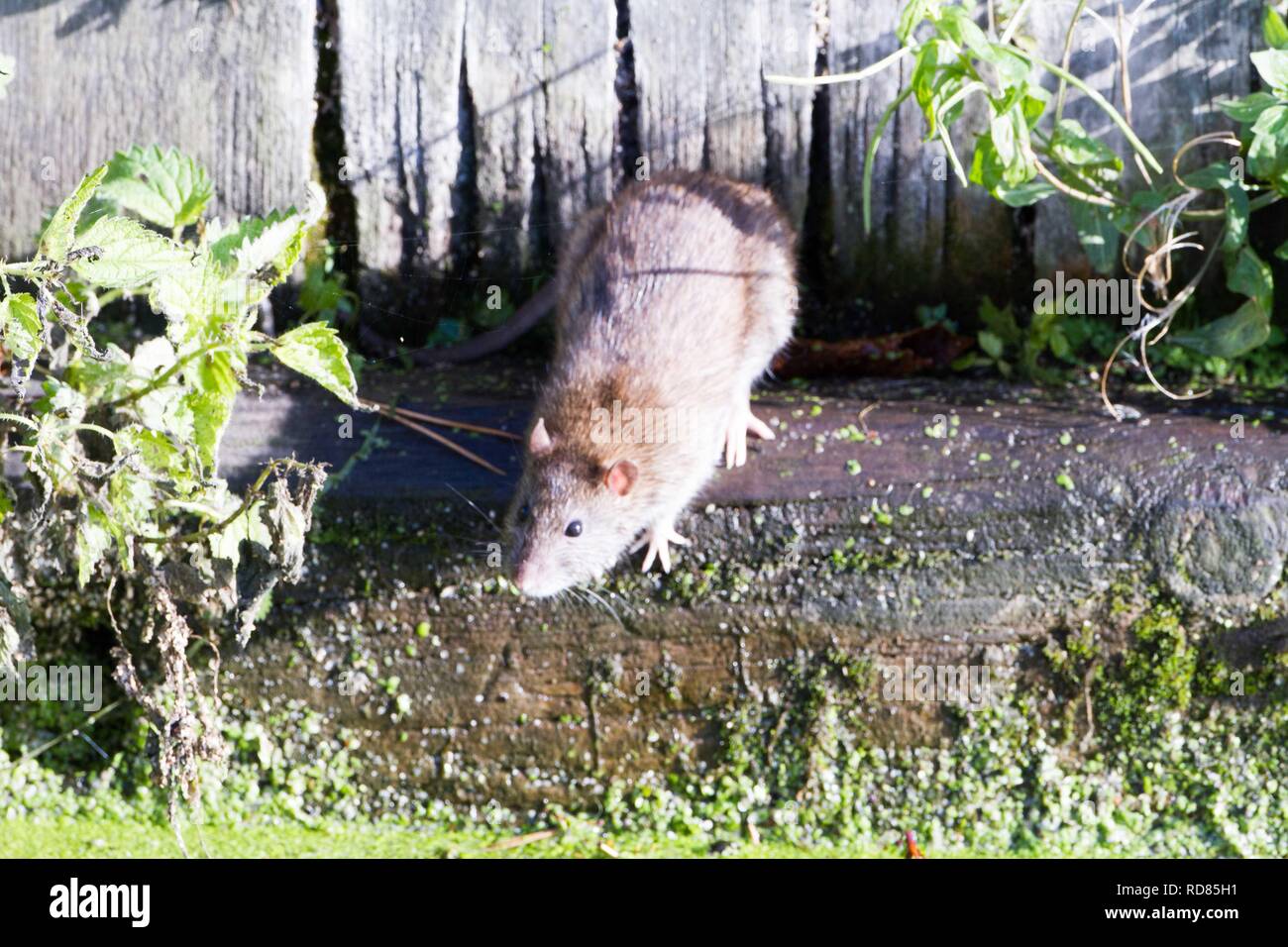 Brown Rat (Rattus norvegicus Stock Photo - Alamy