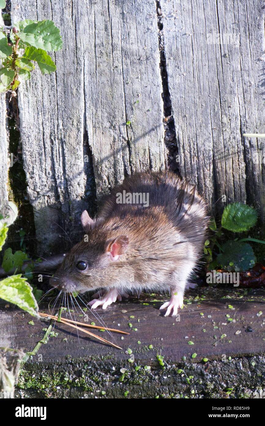Brown Rat (Rattus norvegicus Stock Photo - Alamy