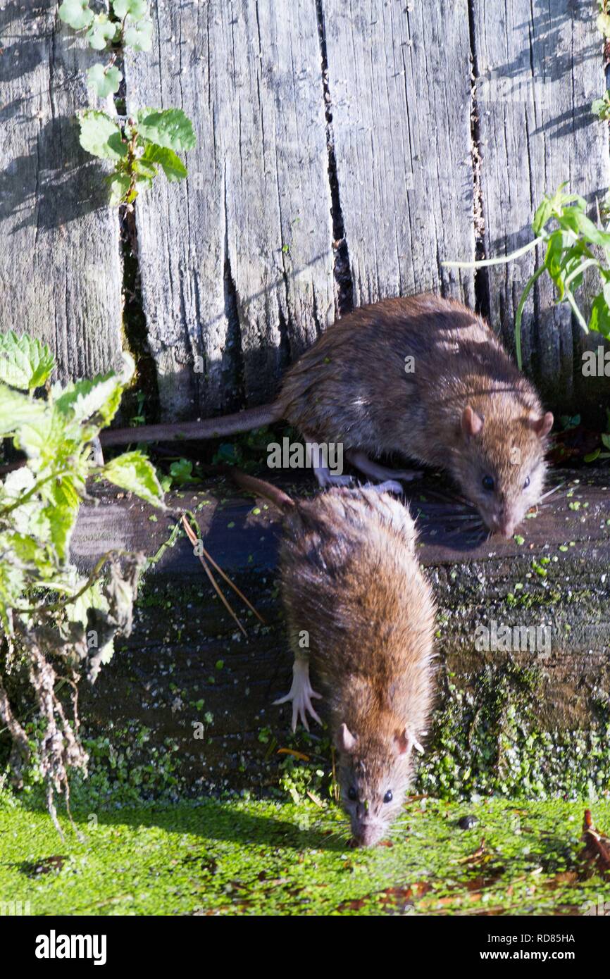 Pair of rats hi-res stock photography and images - Alamy
