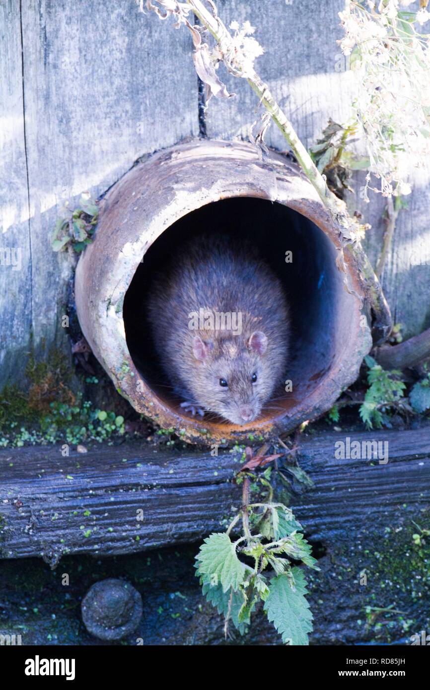 Brown Rat (Rattus norvegicus Stock Photo - Alamy