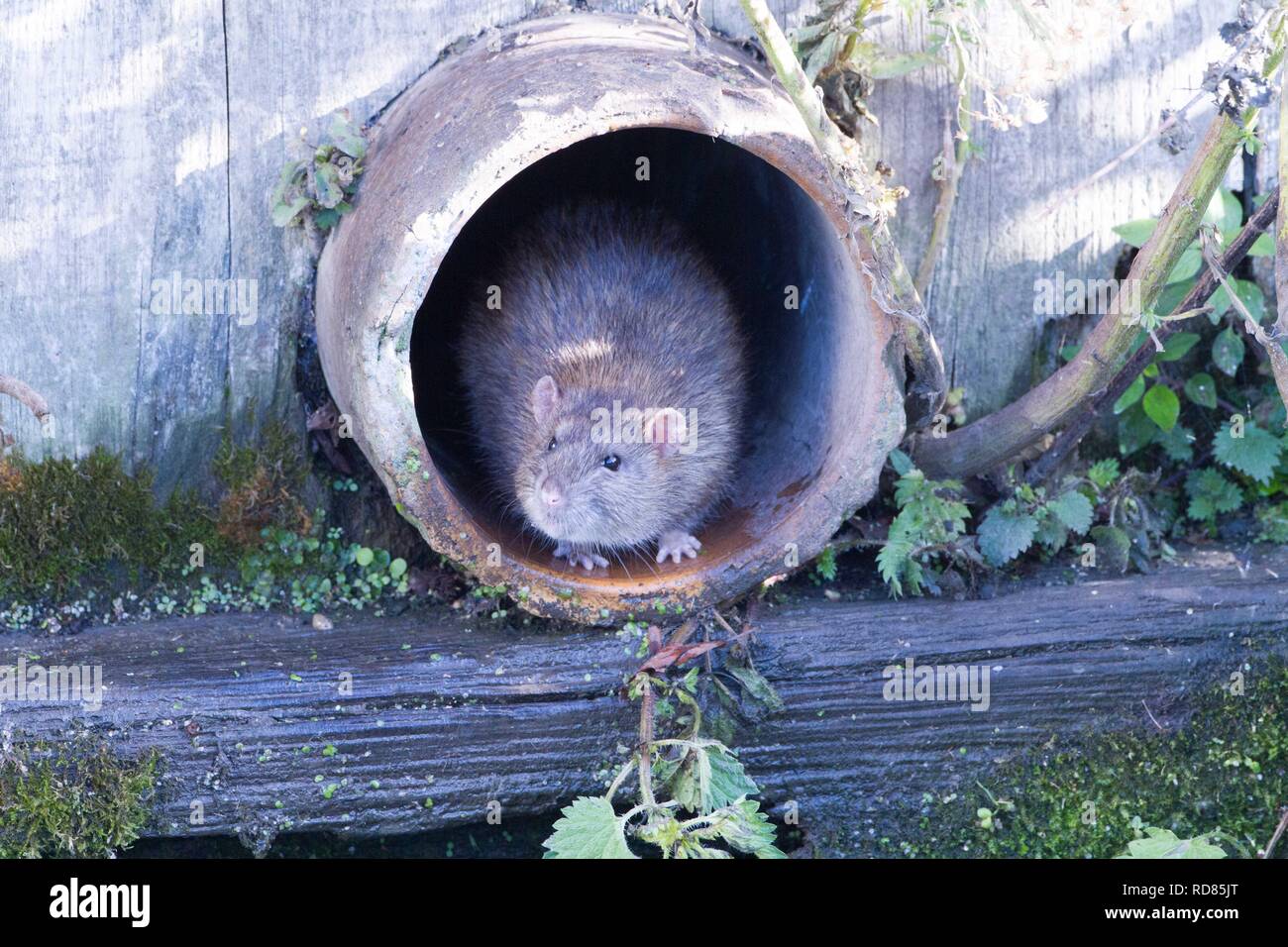 Brown Rat (Rattus norvegicus Stock Photo - Alamy