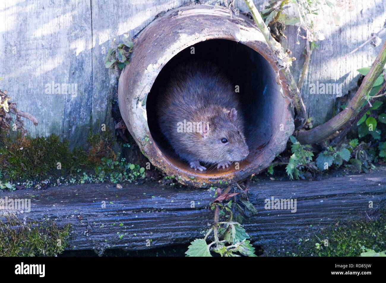 Brown Rat (Rattus norvegicus) in pipe/ sewer at side of river Stock ...