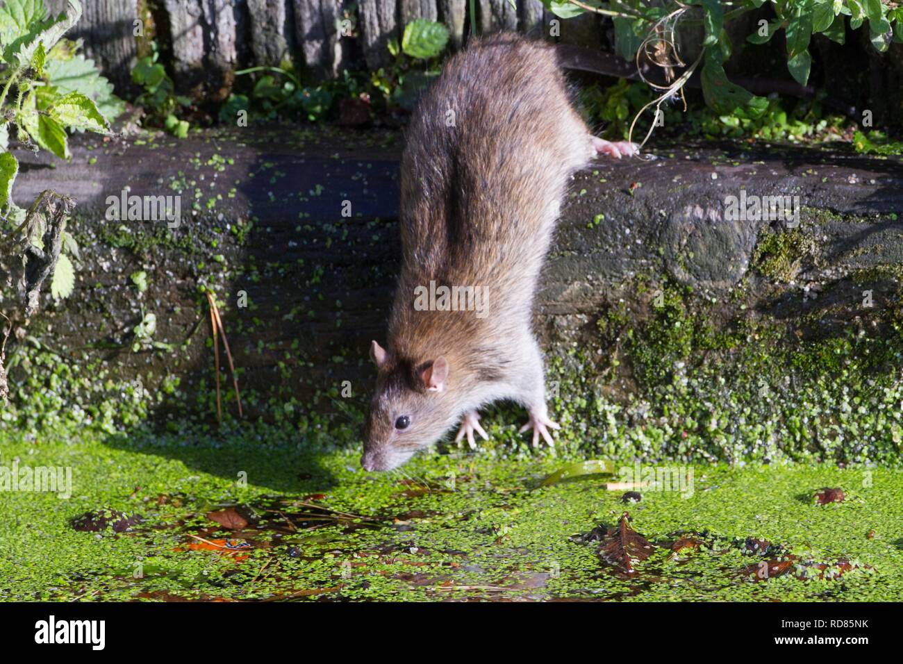 Brown Rat (Rattus norvegicus Stock Photo - Alamy