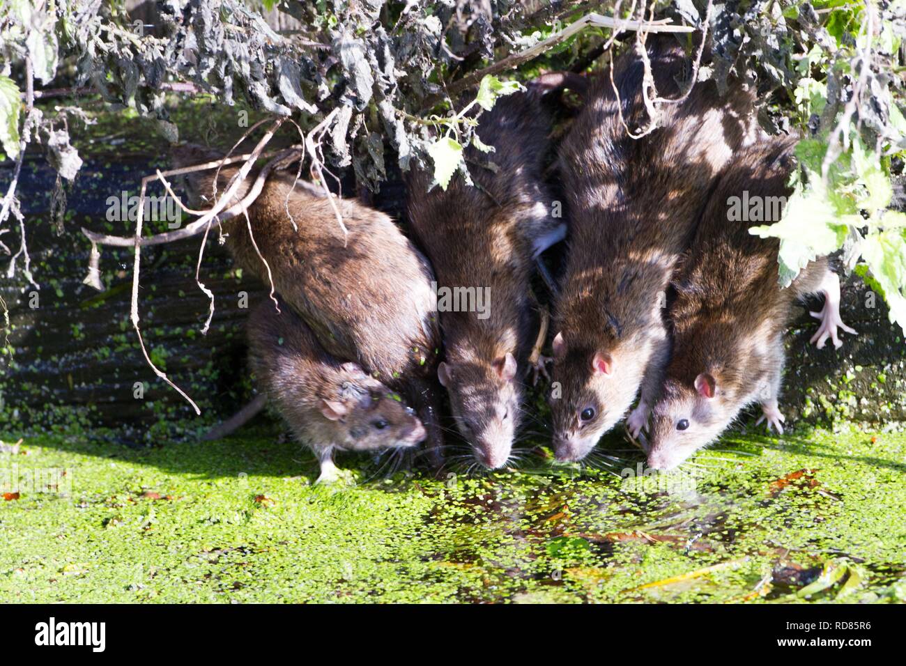 Brown Rat (Rattus norvegicus) . Family of rats about to enter the water ...