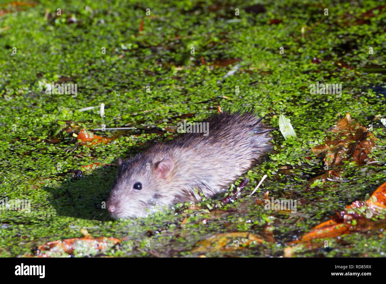Brown Rat (Rattus norvegicus) swimming in river Stock Photo - Alamy